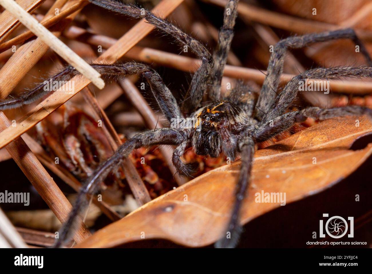 Funnel web wolf spiders hi-res stock photography and images - Alamy