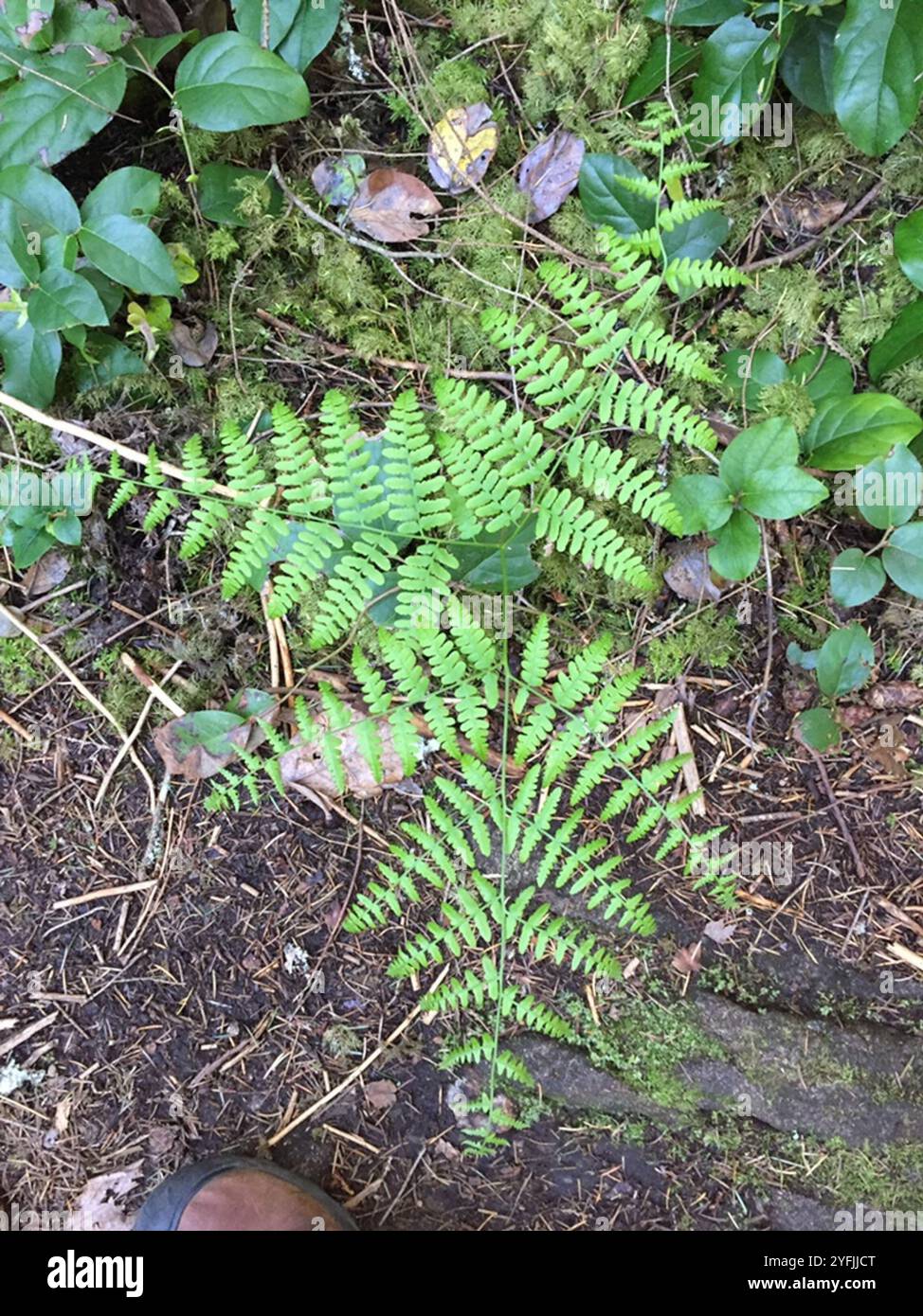 common bracken (Pteridium aquilinum Stock Photo - Alamy