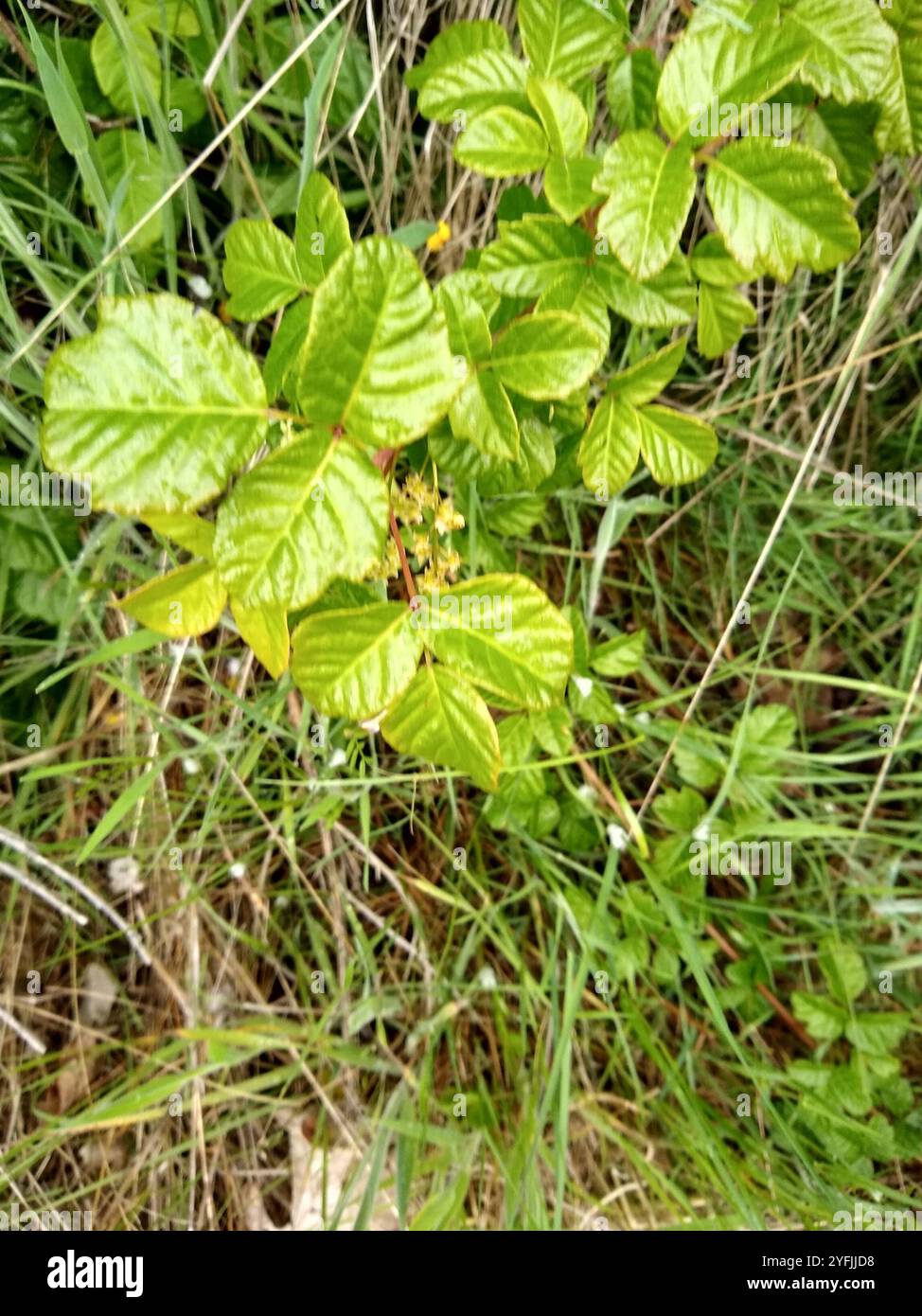 Pacific poison oak (Toxicodendron diversilobum Stock Photo - Alamy