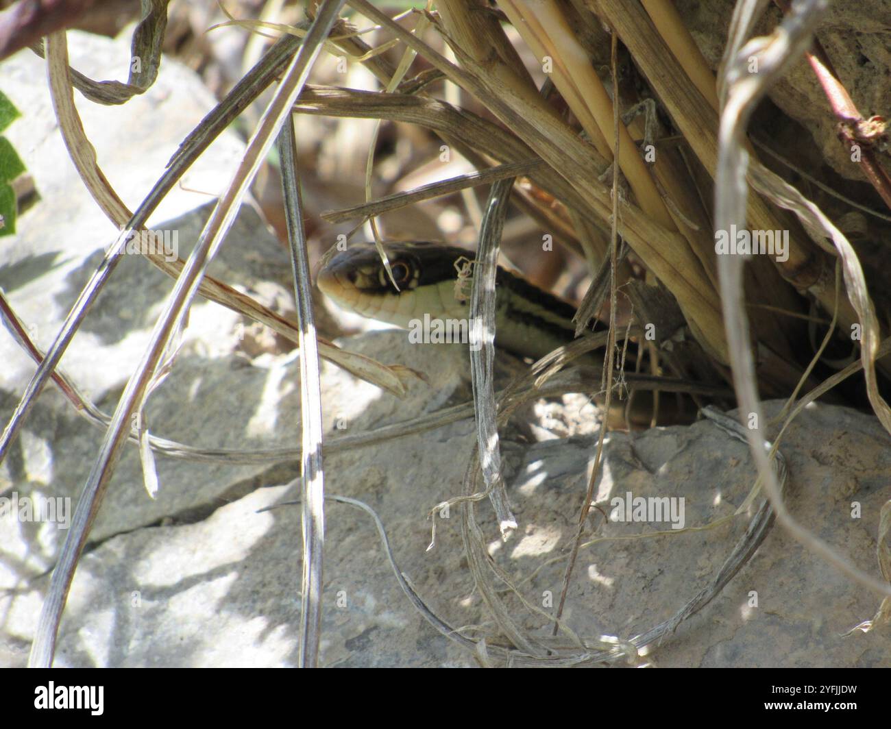 Western Ribbon Snake (Thamnophis proximus Stock Photo - Alamy
