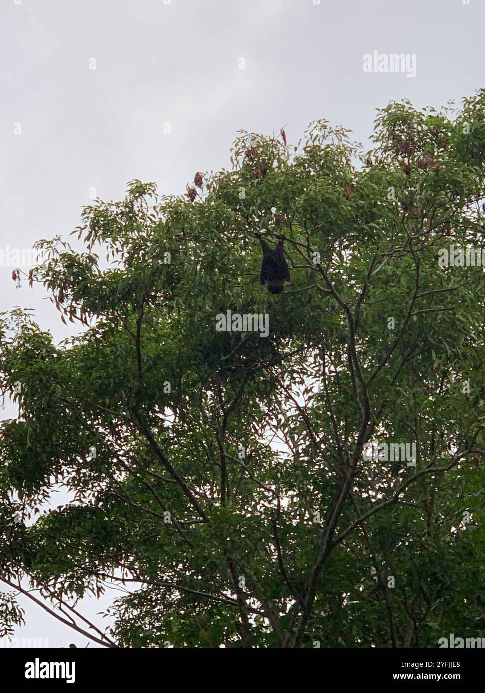 Pteropus dasymallus yayeyamae hi-res stock photography and images - Alamy