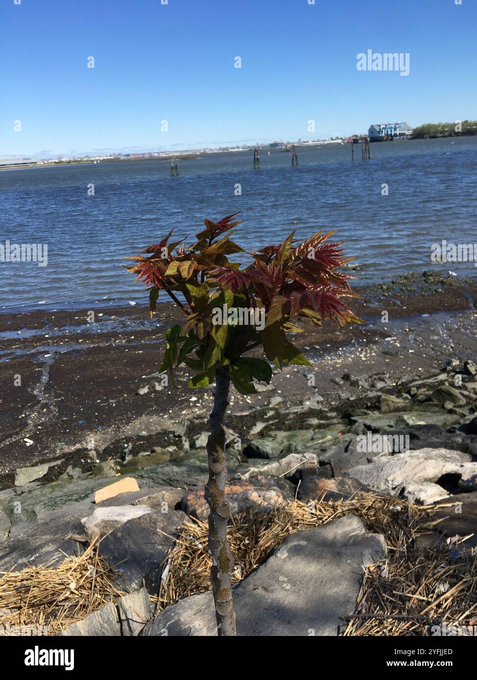tree-of-heaven (Ailanthus altissima Stock Photo - Alamy