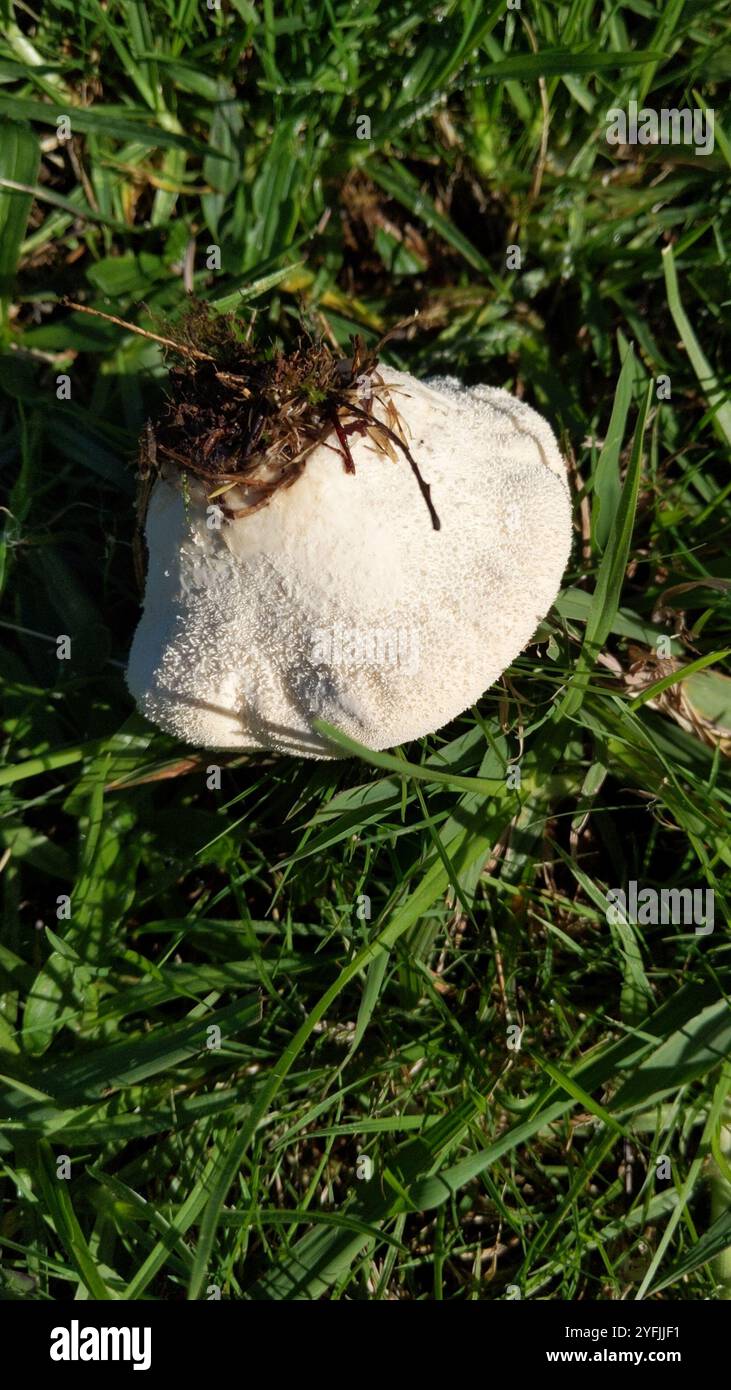 Lycoperdon pratense hi-res stock photography and images - Alamy