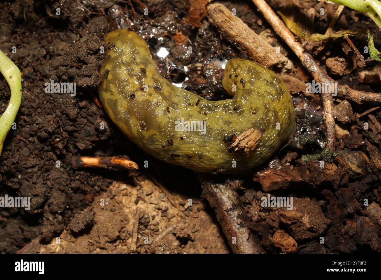 Green Cellar Slug (Limacus maculatus Stock Photo - Alamy
