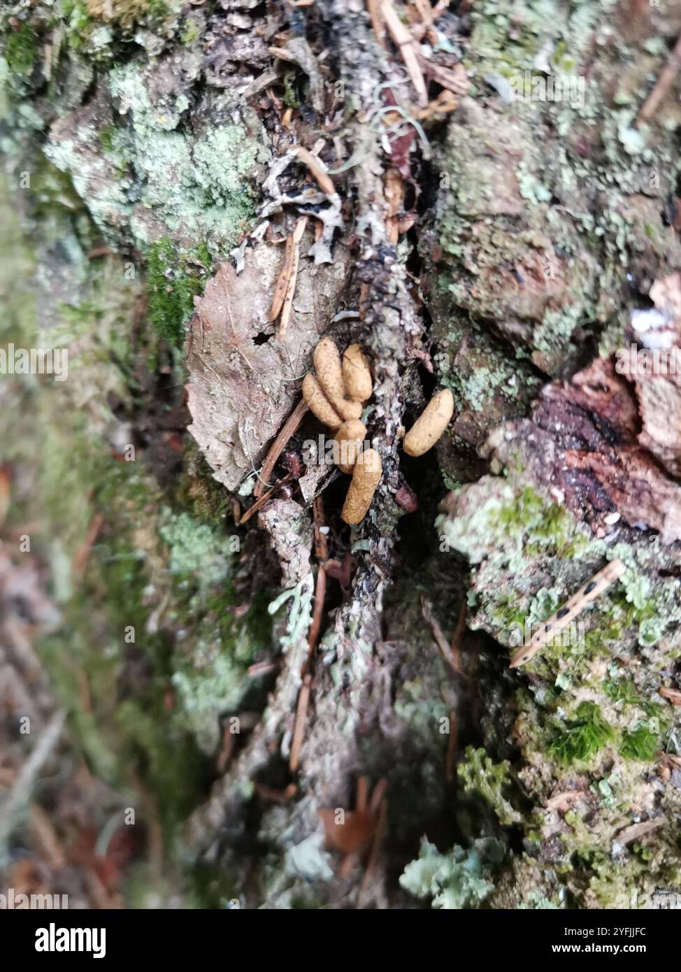 Siberian Flying Squirrel (Pteromys volans Stock Photo - Alamy