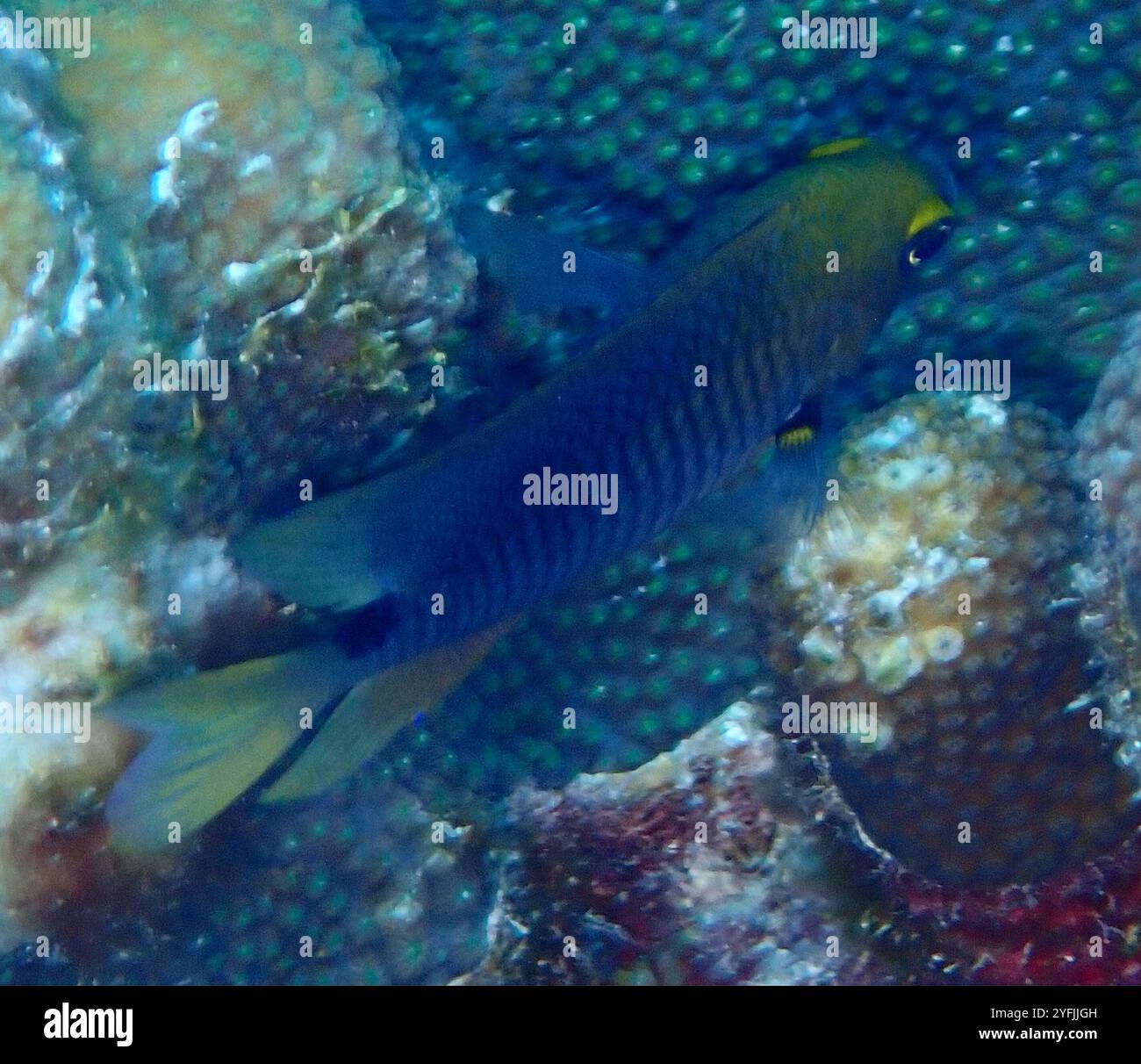 Planifrons hi-res stock photography and images - Alamy