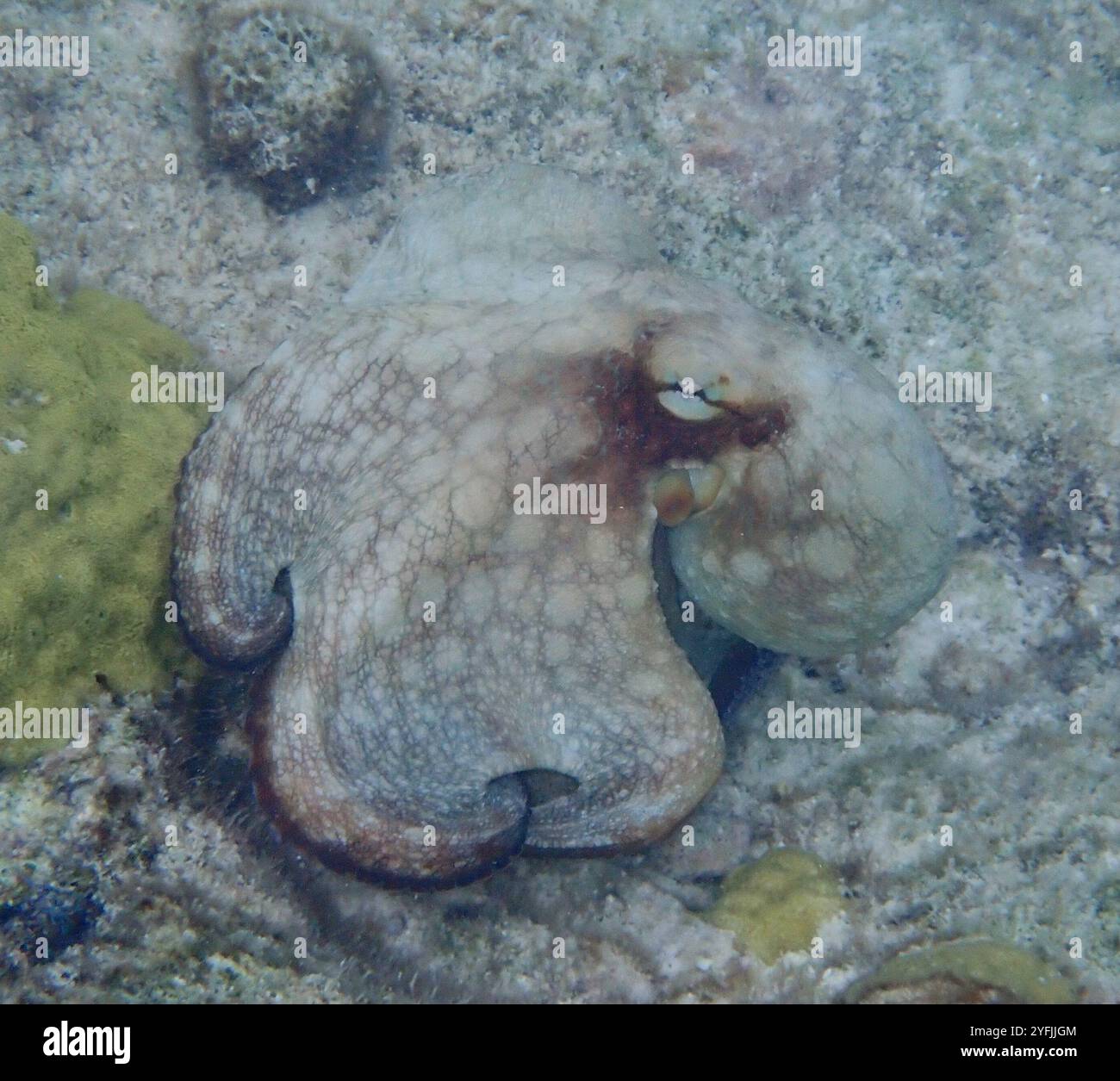 Brazilian Reef Octopus (Octopus insularis Stock Photo - Alamy