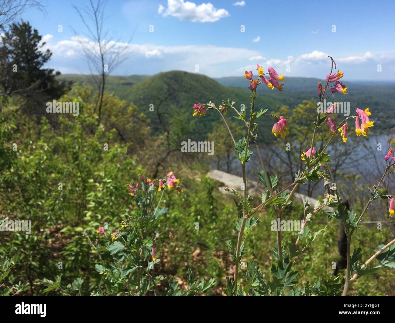 rock harlequin (Capnoides sempervirens Stock Photo - Alamy