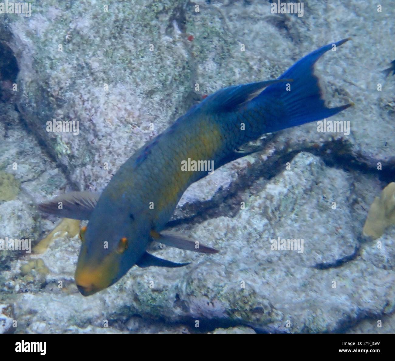 Spanish Hogfish (Bodianus rufus Stock Photo - Alamy