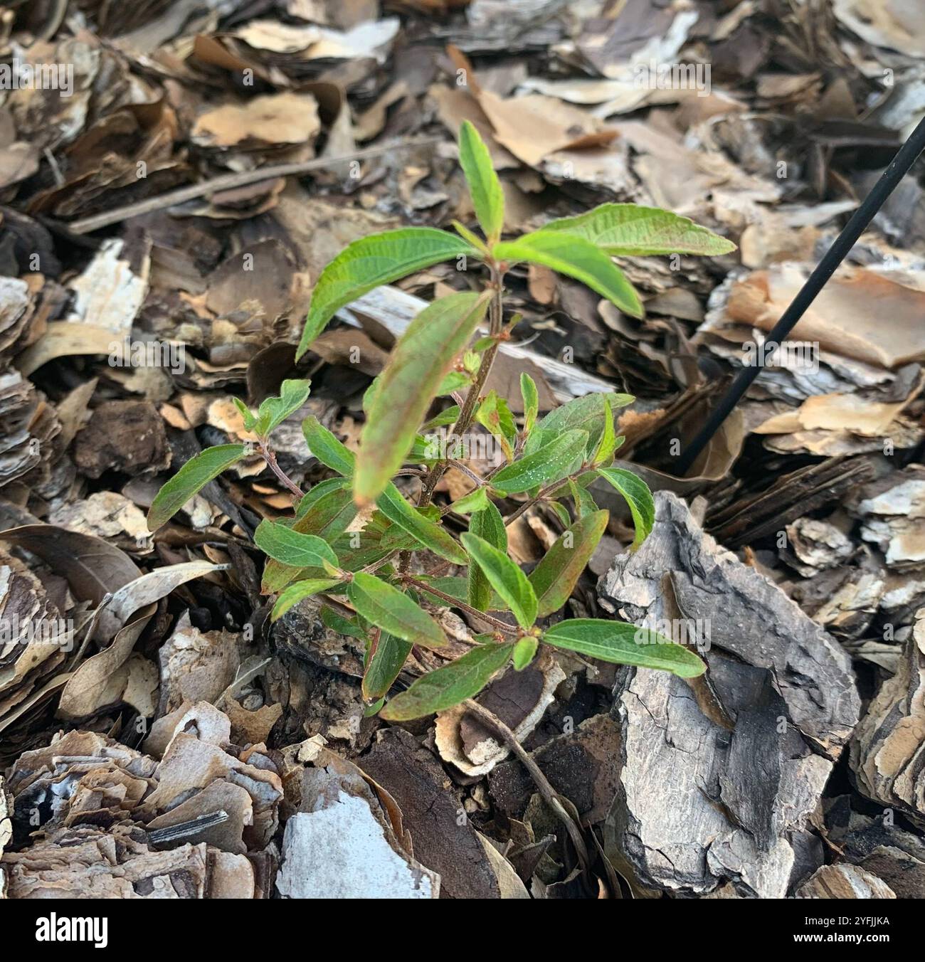 Slender Three-seeded Mercury (Acalypha gracilens Stock Photo - Alamy