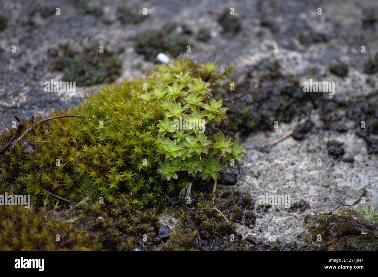 Star Moss (Syntrichia ruralis Stock Photo - Alamy