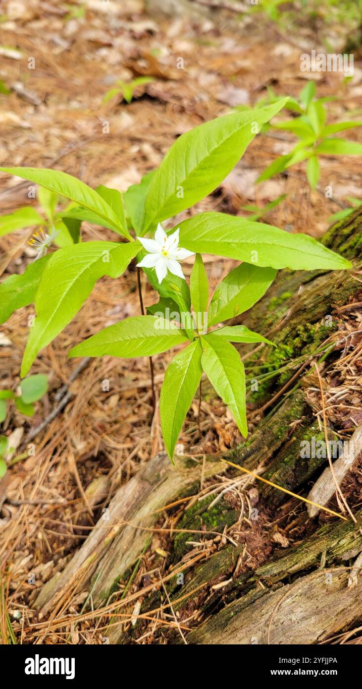 northern starflower (Lysimachia borealis Stock Photo - Alamy