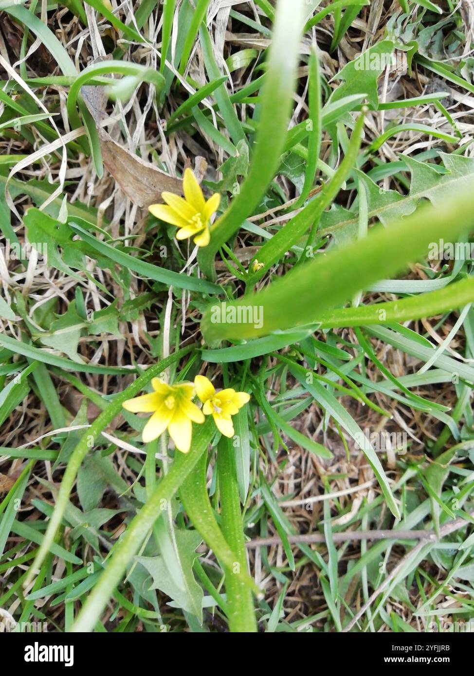 Granular gagea (Gagea granulosa Stock Photo - Alamy