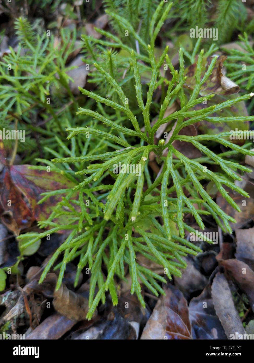 northern ground-cedar (Diphasiastrum complanatum Stock Photo - Alamy