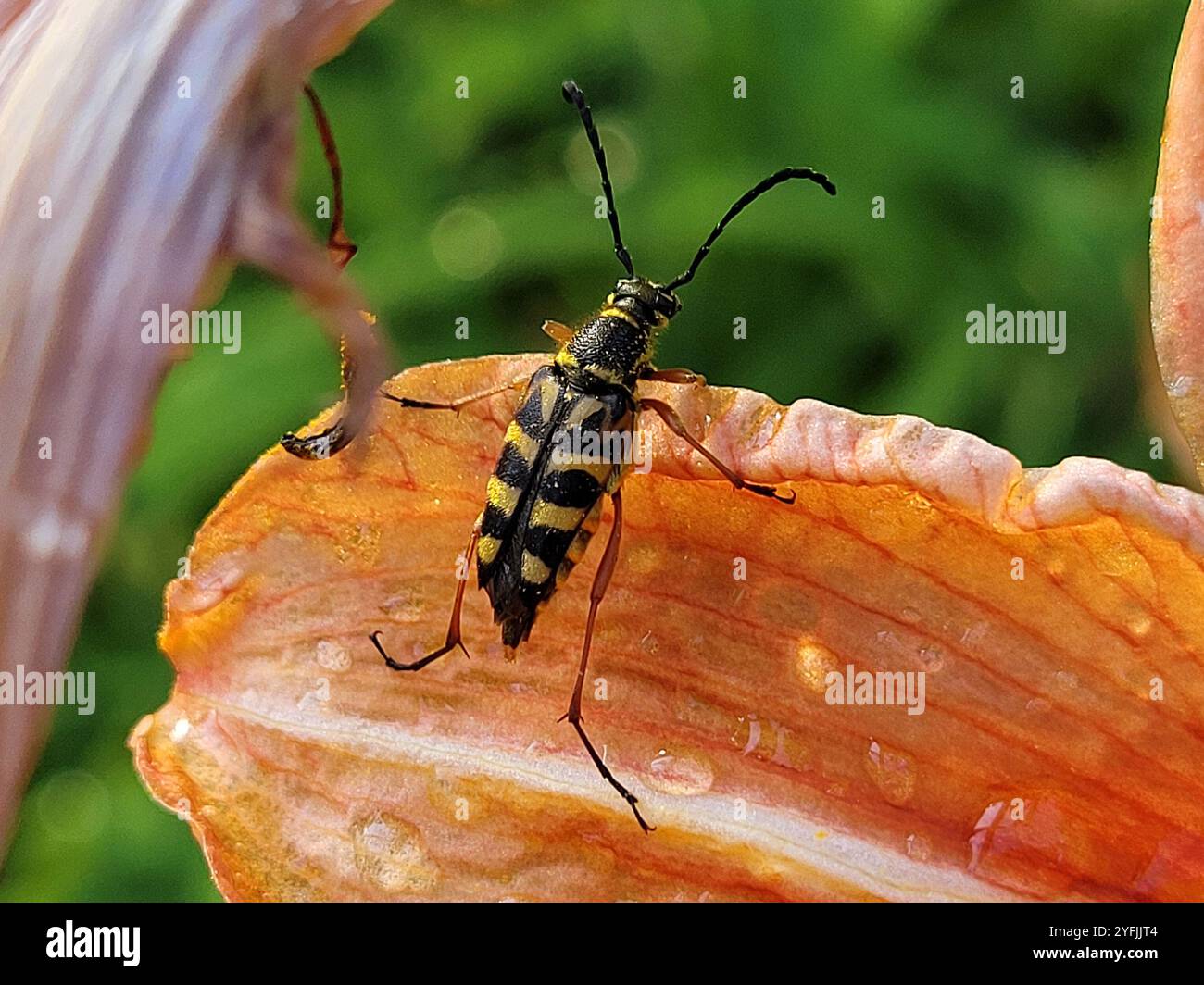 Zebra longhorn beetle hi-res stock photography and images - Alamy