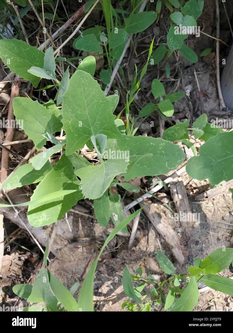Chenopodioideae subfamily hi-res stock photography and images - Alamy