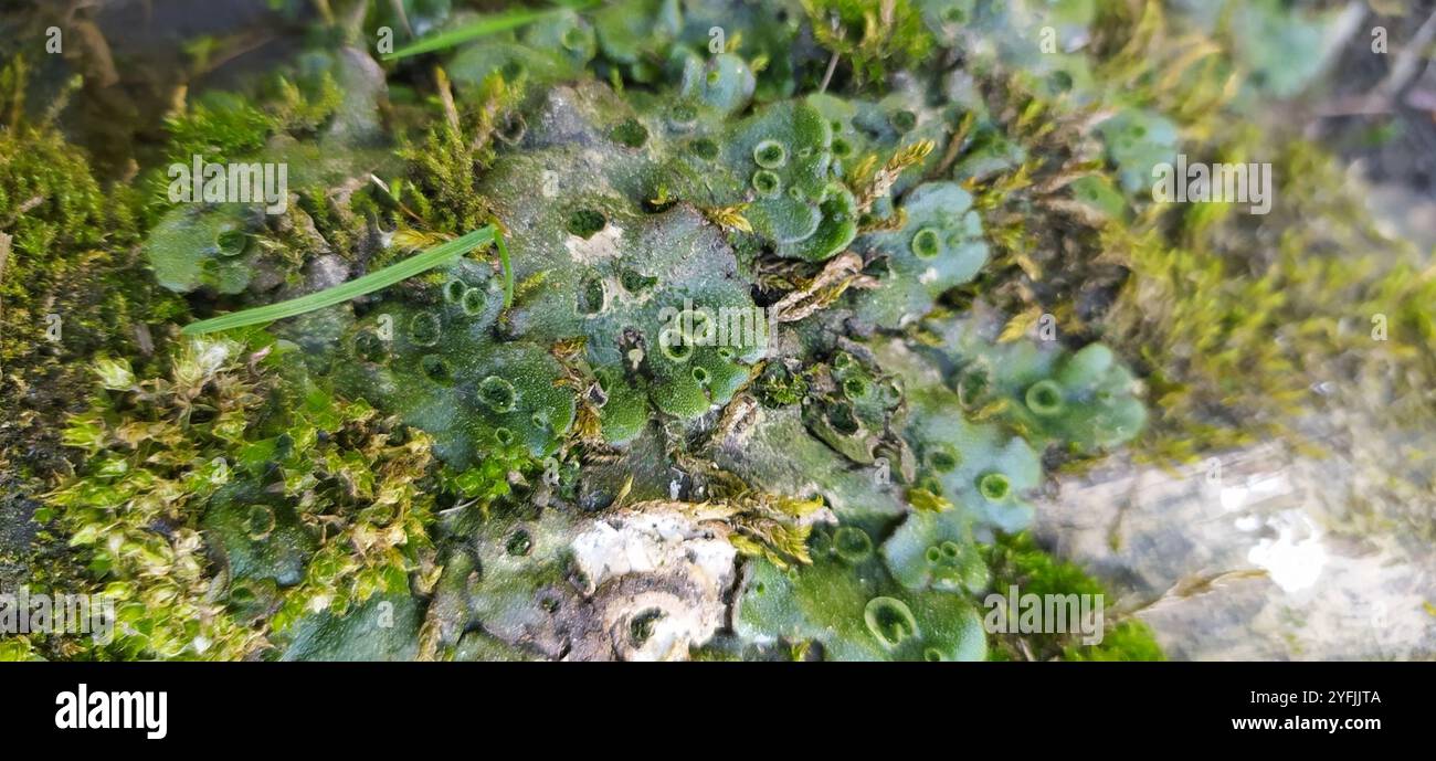 Common Liverwort (Marchantia polymorpha Stock Photo - Alamy