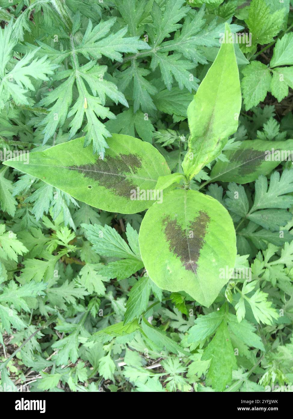 American jumpseed (Persicaria virginiana Stock Photo - Alamy