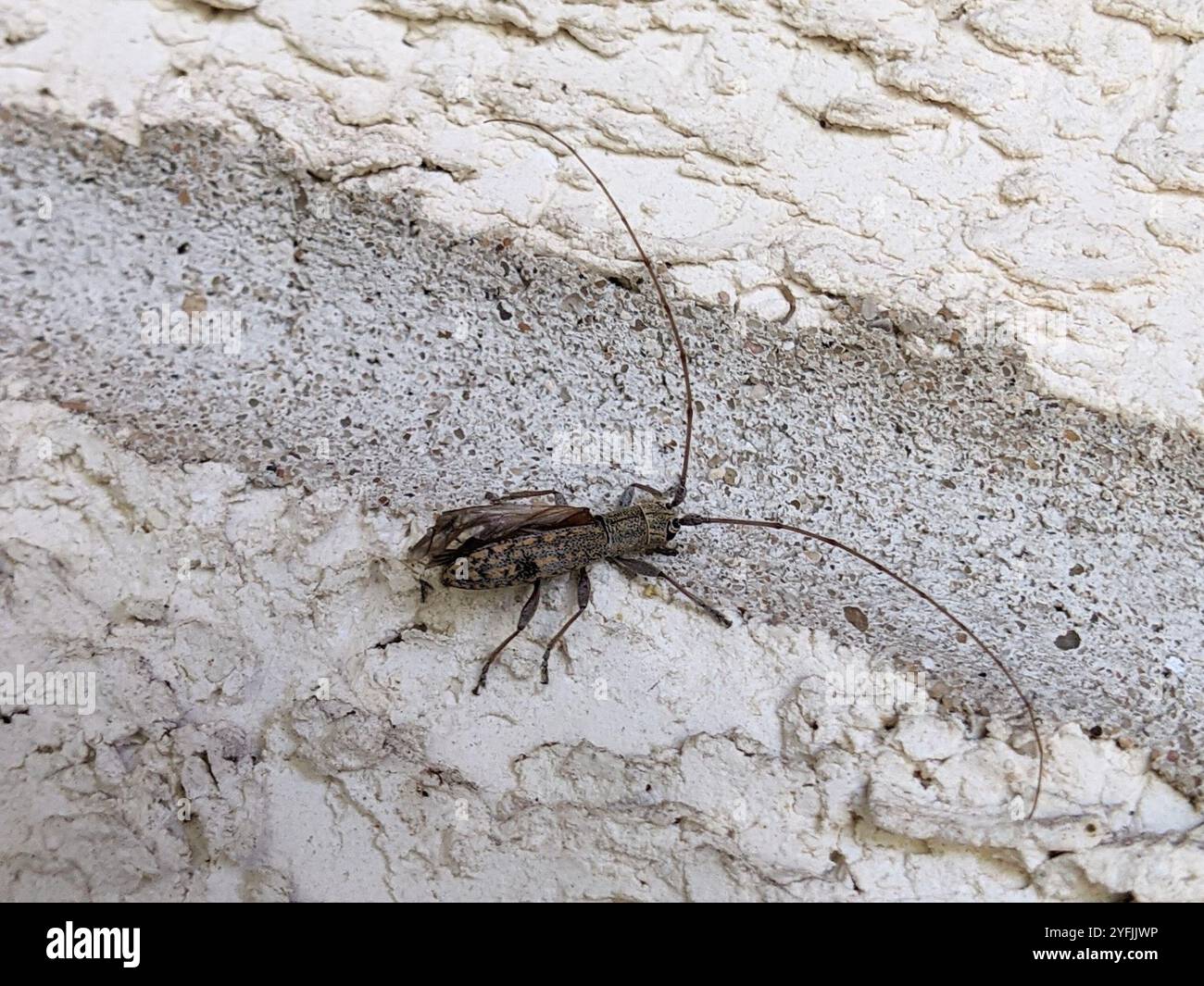 Alternatum hi-res stock photography and images - Alamy