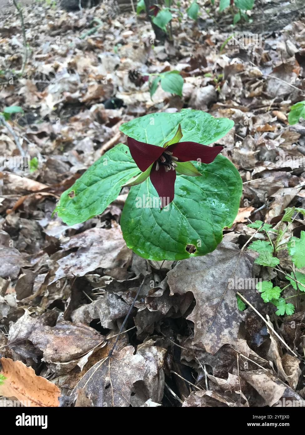 Trillium Perennial Trillium Erectum (red Trillium, Red Wakerobin ...