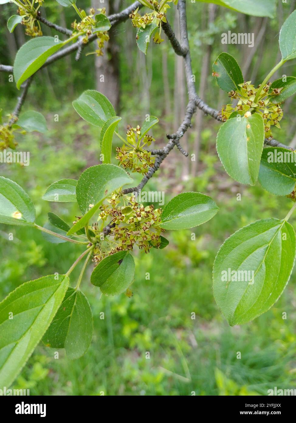 common buckthorn (Rhamnus cathartica Stock Photo - Alamy