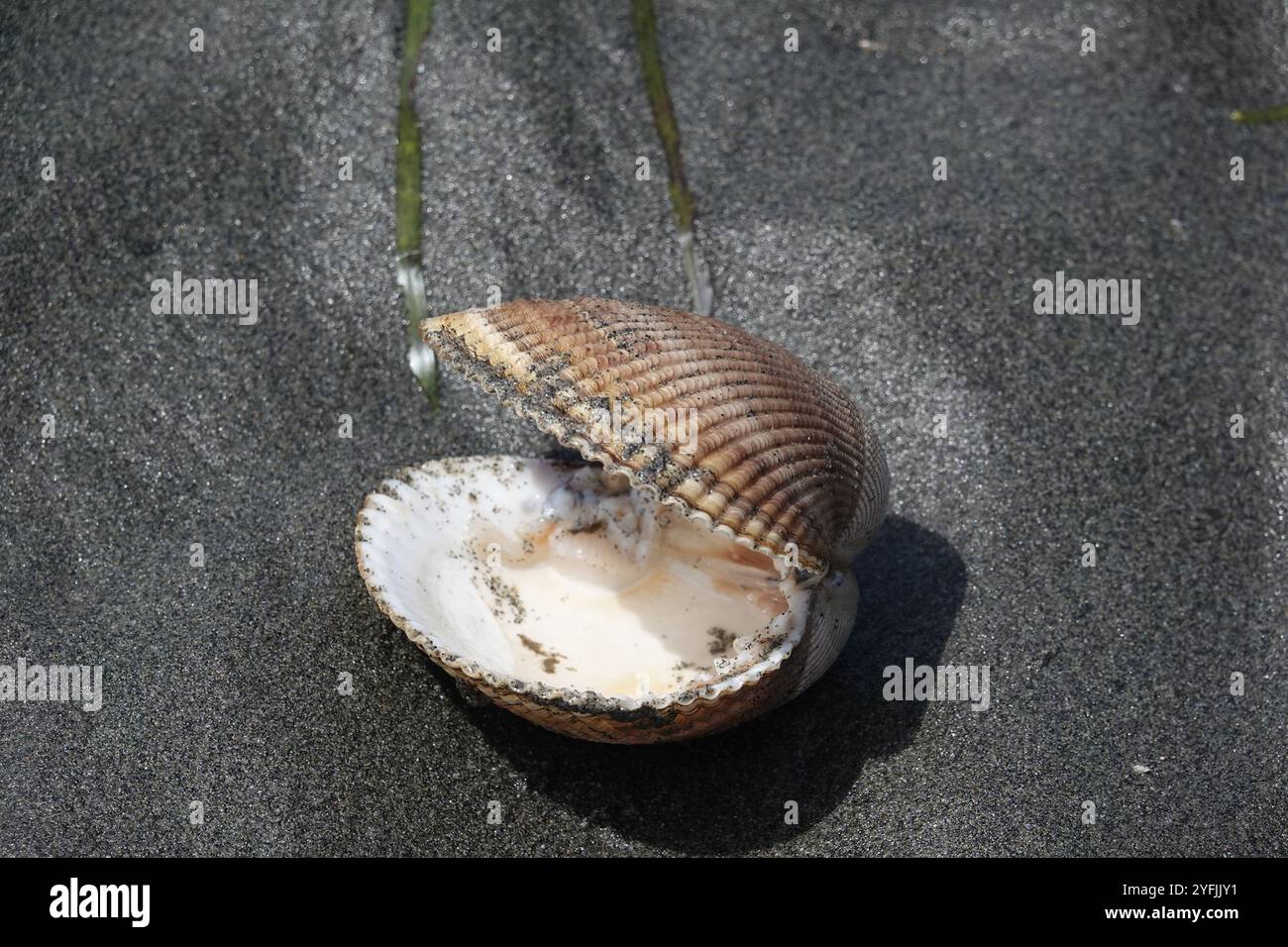Clinocardium hi-res stock photography and images - Alamy
