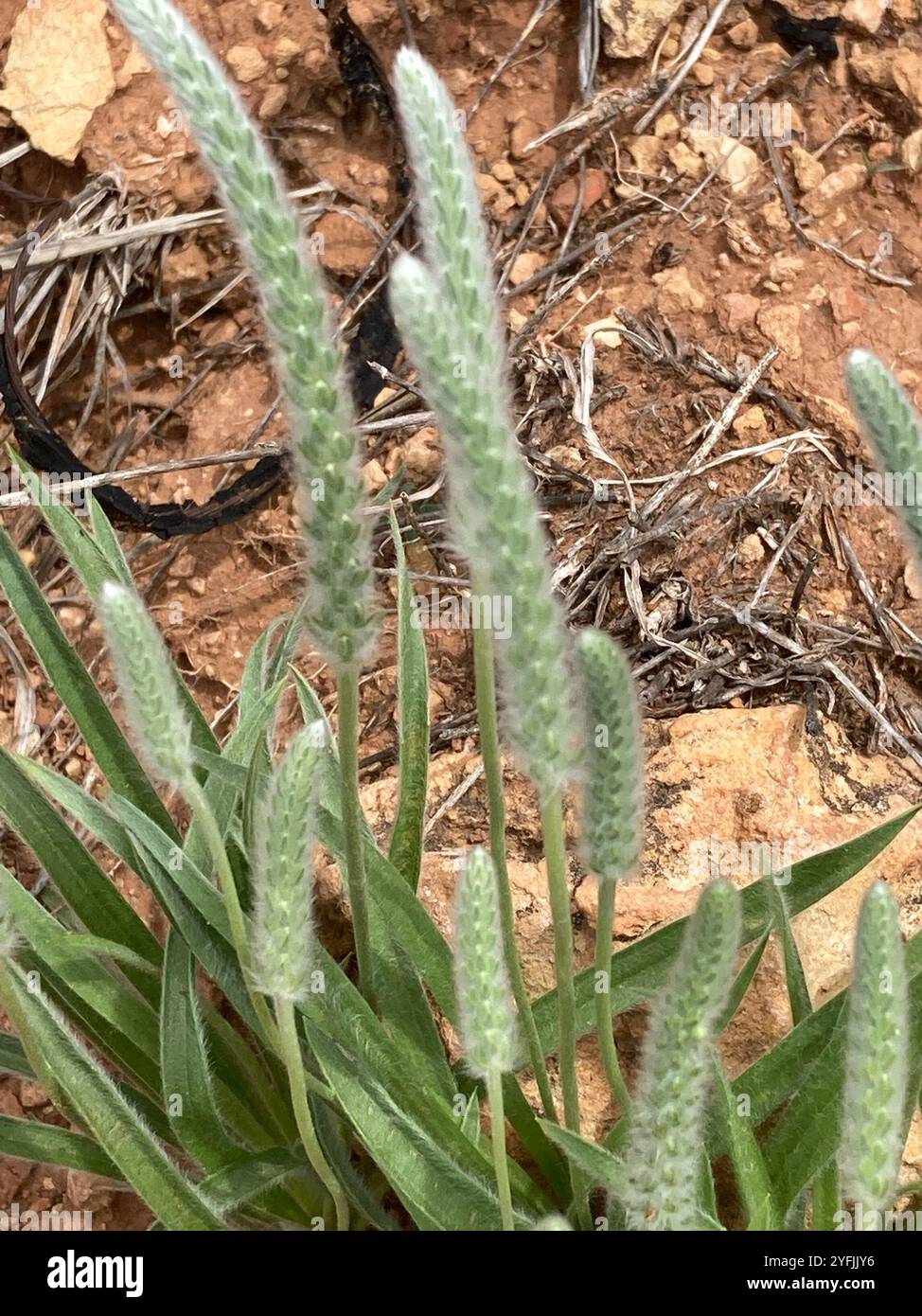 Woolly Plantain (Plantago patagonica Stock Photo - Alamy