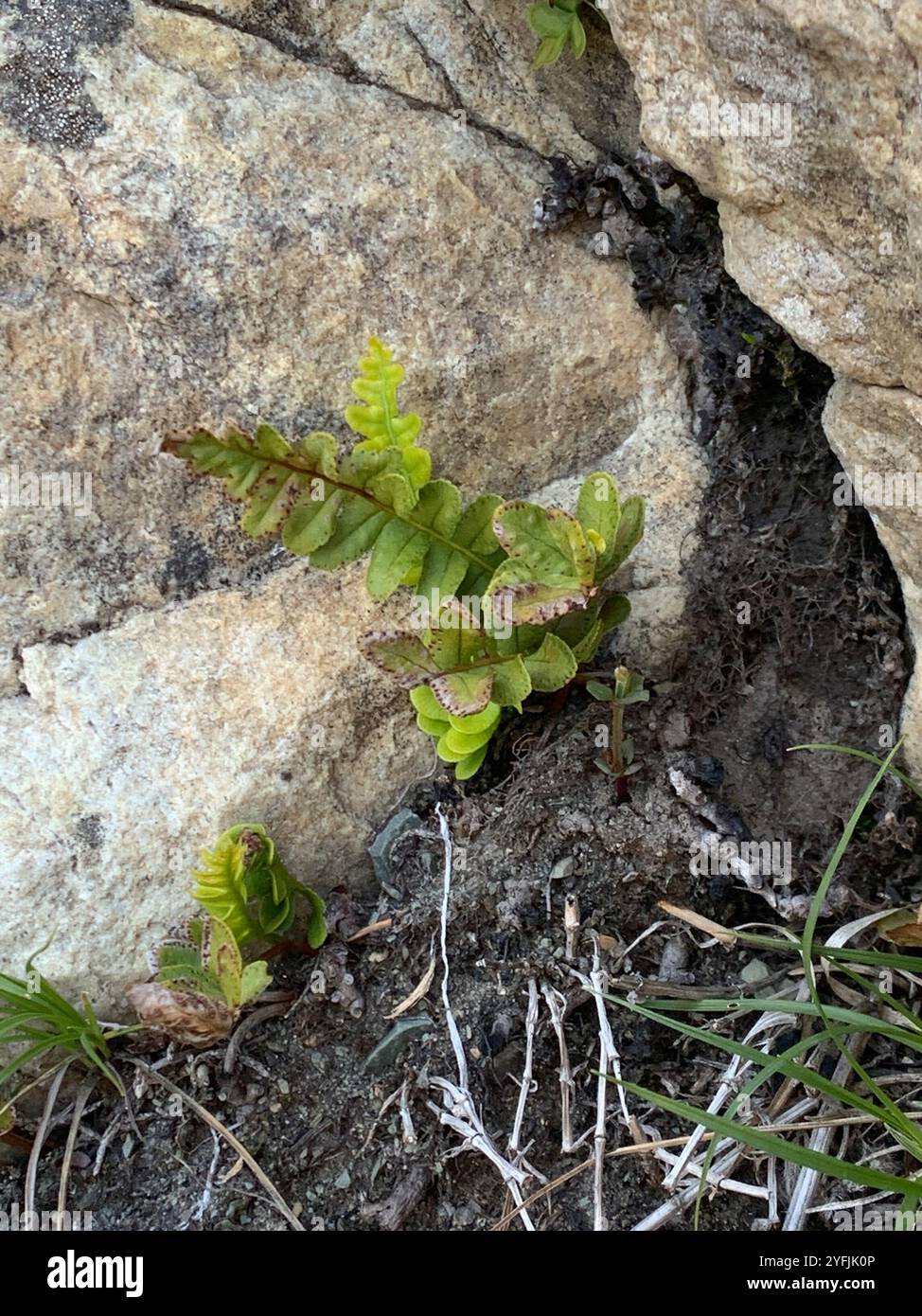 western polypody (Polypodium hesperium Stock Photo - Alamy