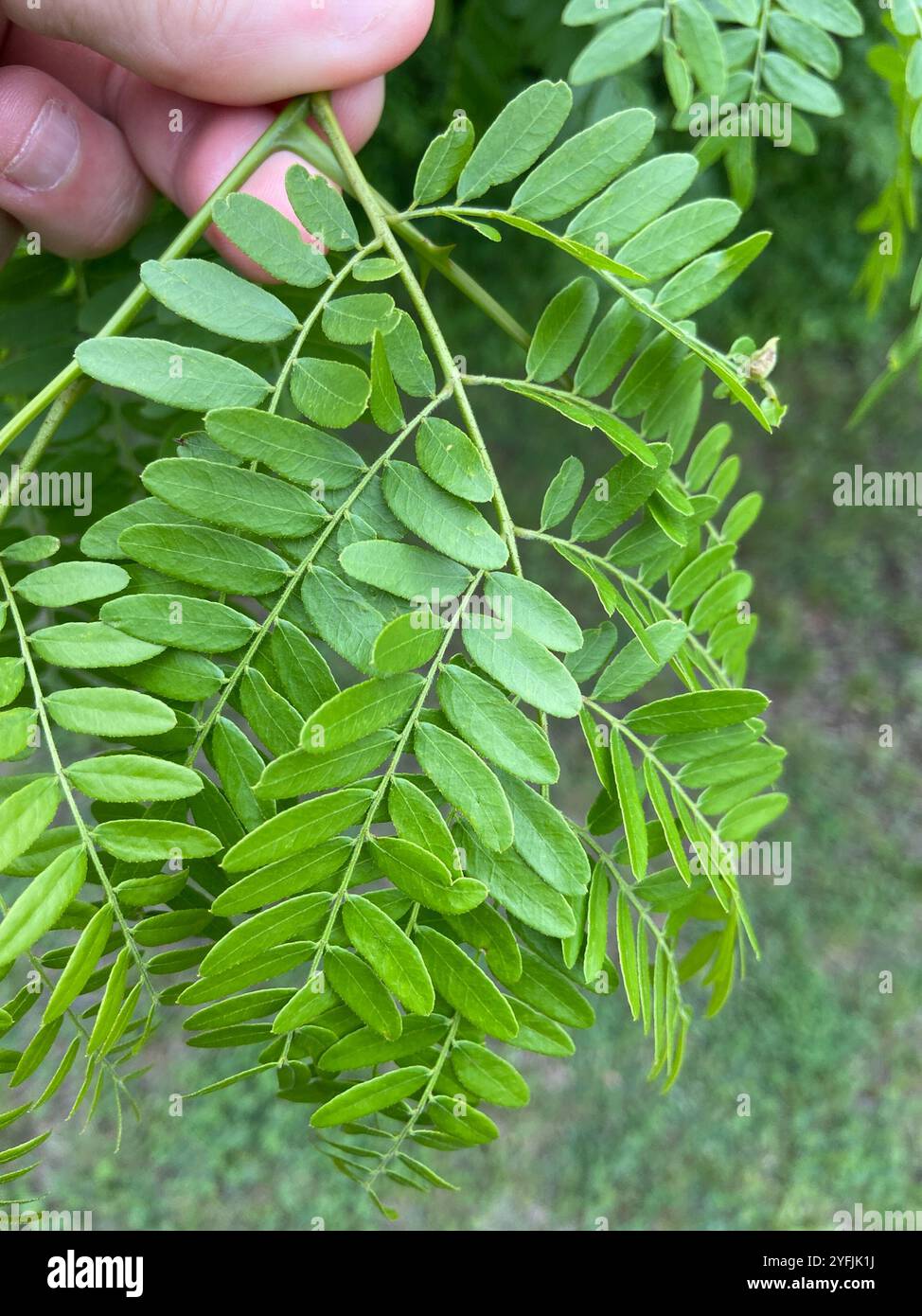 honey locust (Gleditsia triacanthos Stock Photo - Alamy
