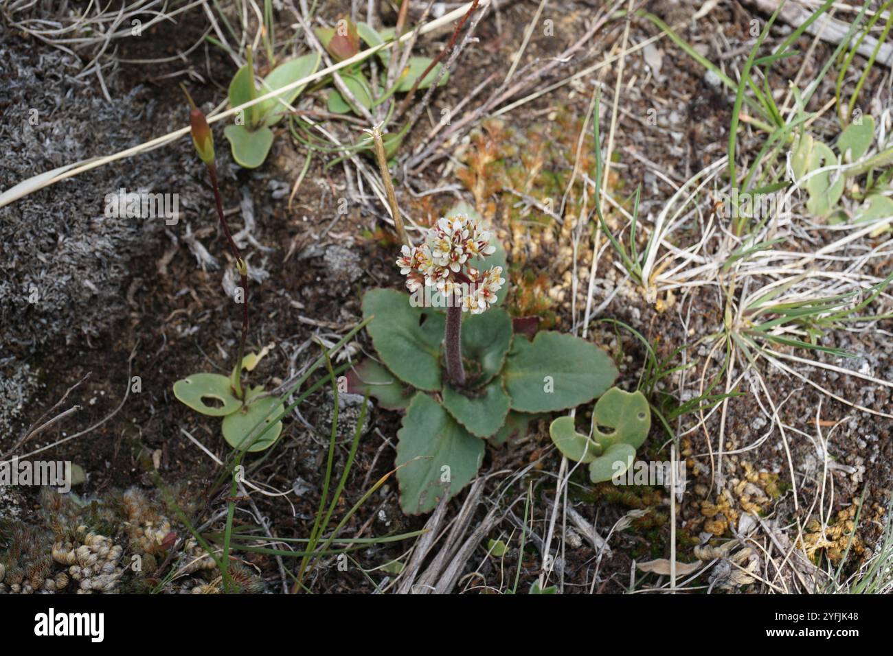 Western Saxifrage (Micranthes occidentalis Stock Photo - Alamy