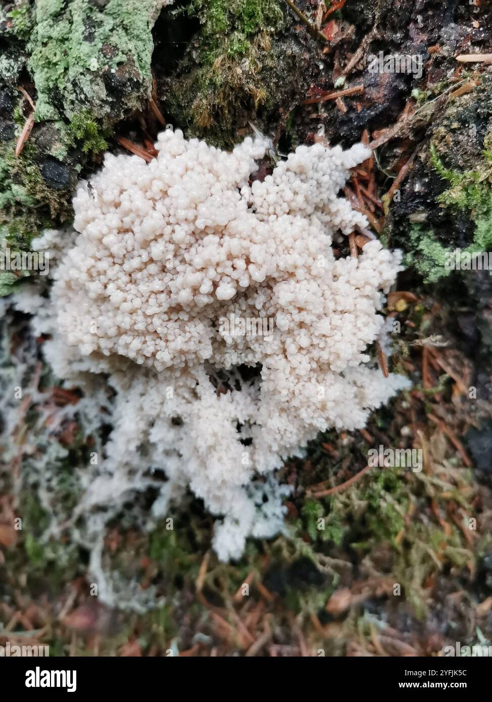 Dog Sick Slime Mould (Didymium spongiosum Stock Photo - Alamy