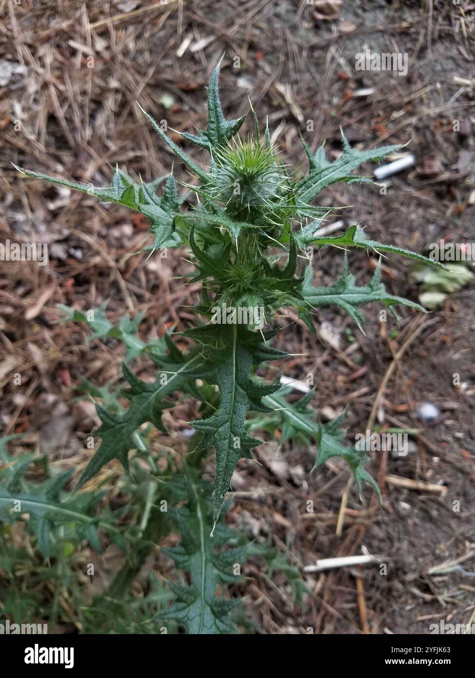 Bull Thistle (Cirsium vulgare Stock Photo - Alamy