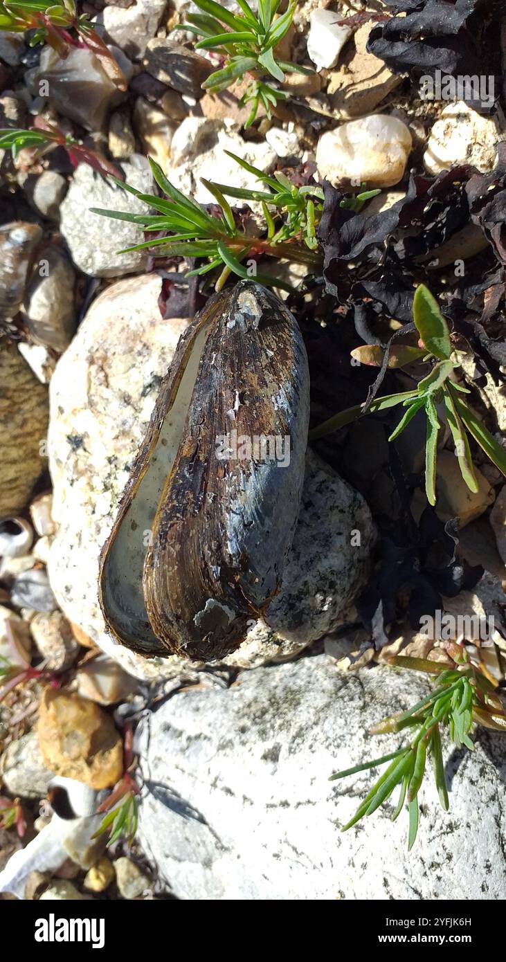 True Mussels (Mytilidae Stock Photo - Alamy
