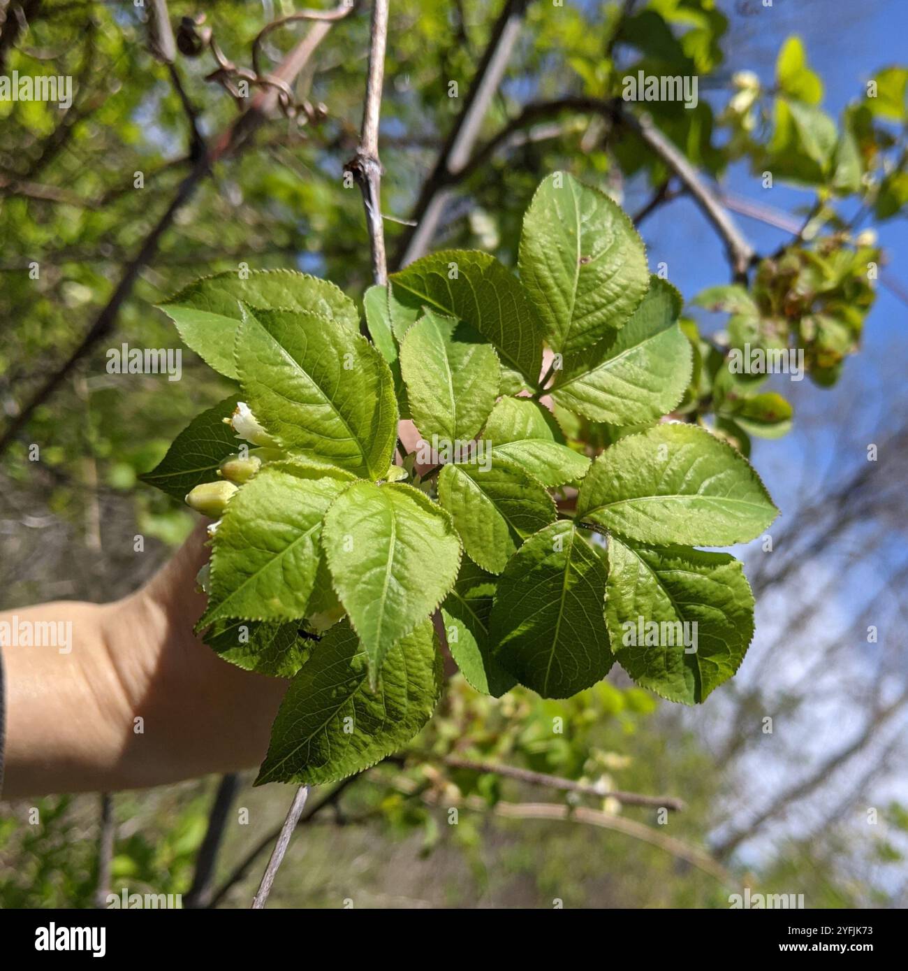 American bladdernut (Staphylea trifolia Stock Photo - Alamy