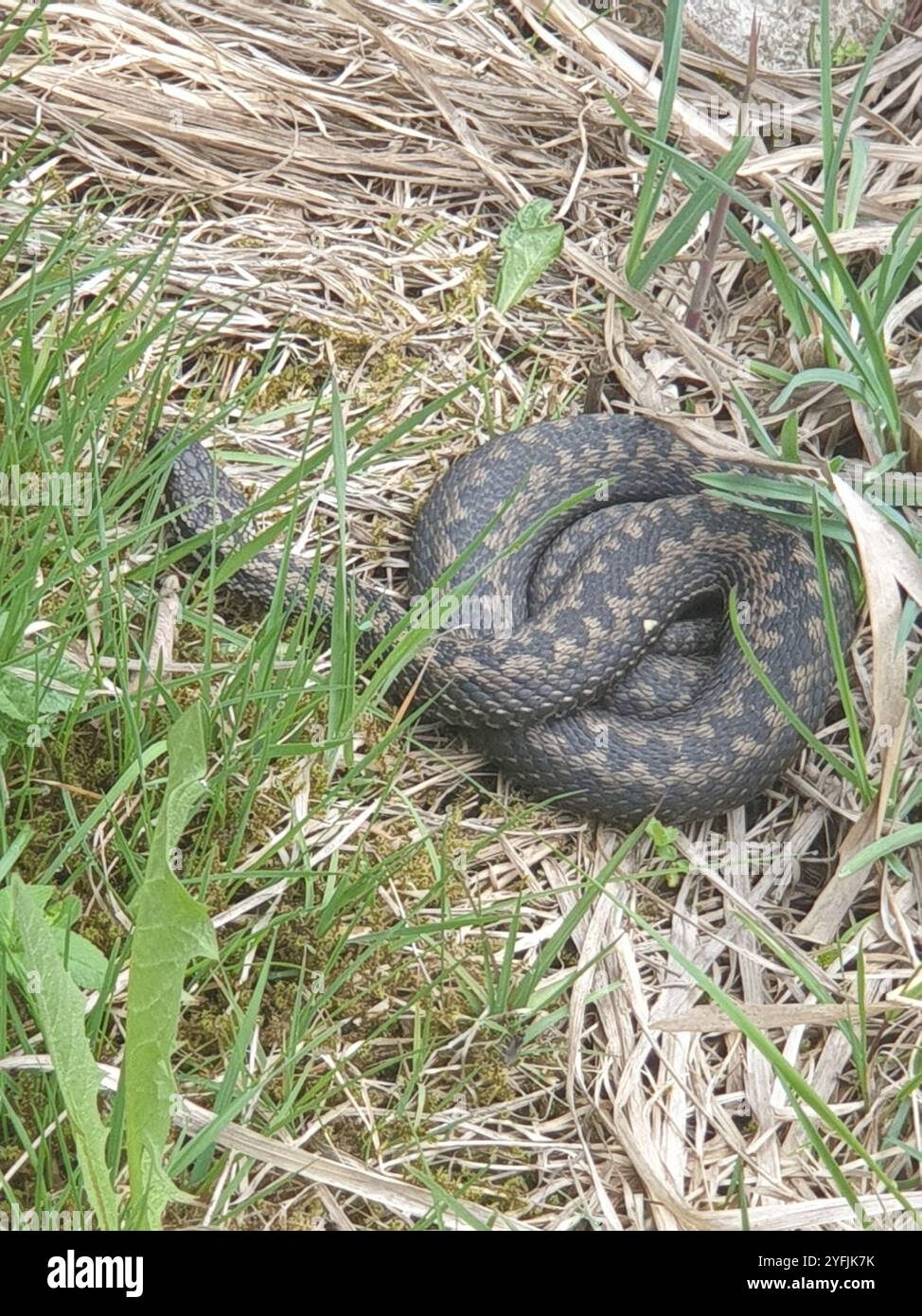 Common European Adder (Vipera berus berus Stock Photo - Alamy