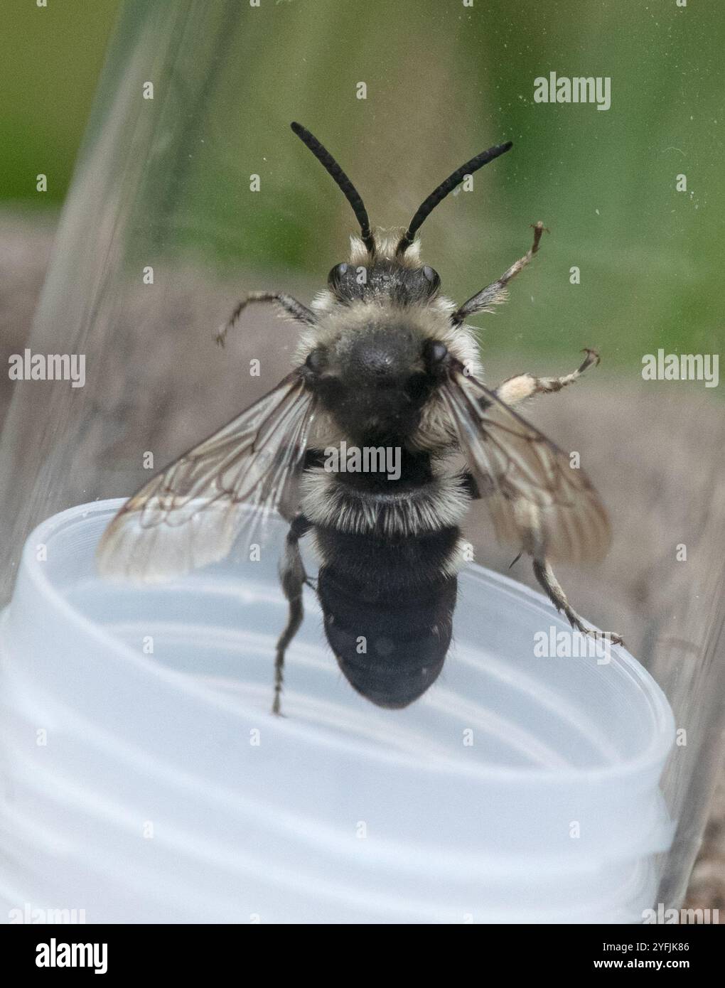 Common Mourning Bee (Melecta albifrons Stock Photo - Alamy