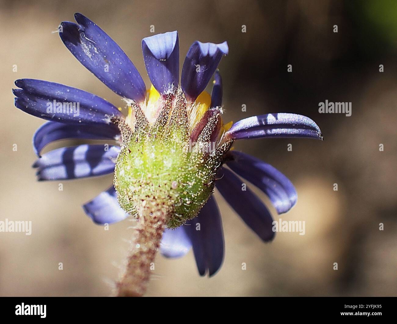 Soft Felicia (Felicia amoena Stock Photo - Alamy