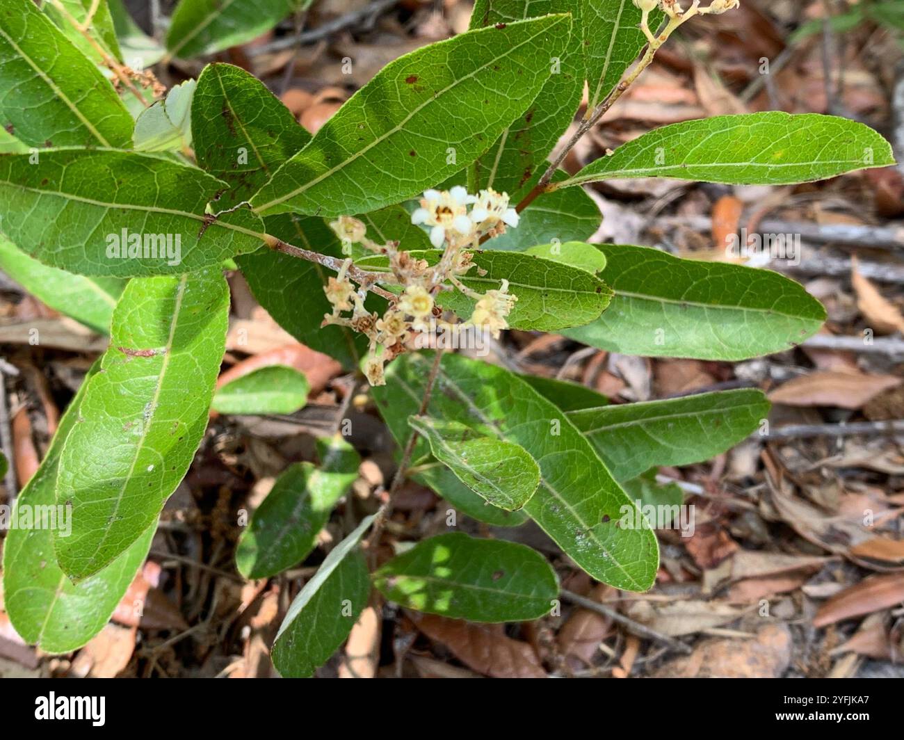 Gopher apple (Geobalanus oblongifolius Stock Photo - Alamy