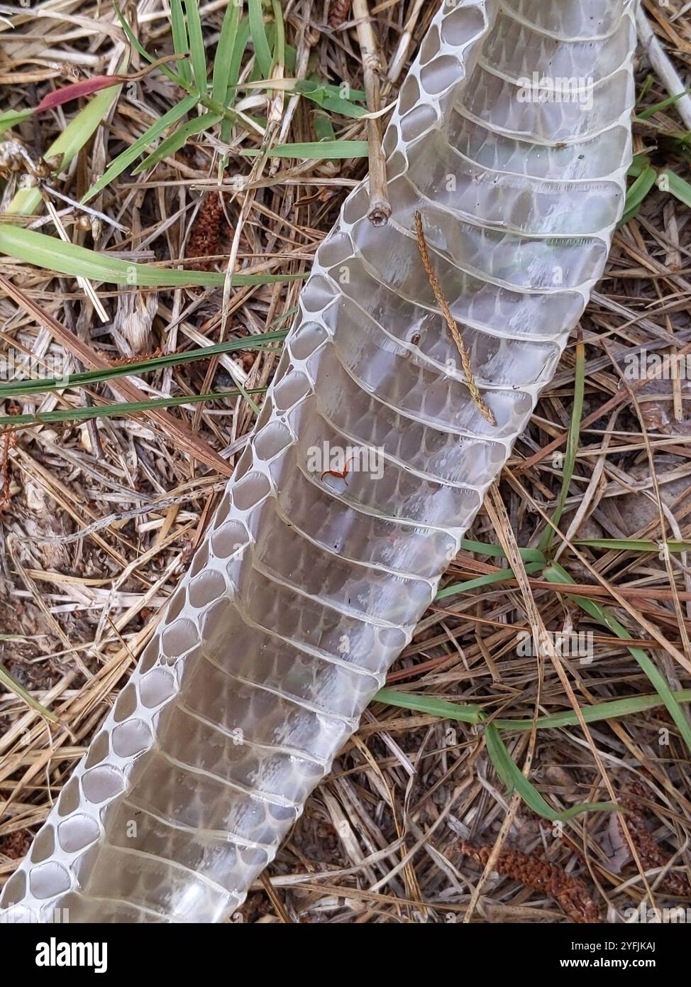 Colubrid Snakes (Colubridae Stock Photo - Alamy
