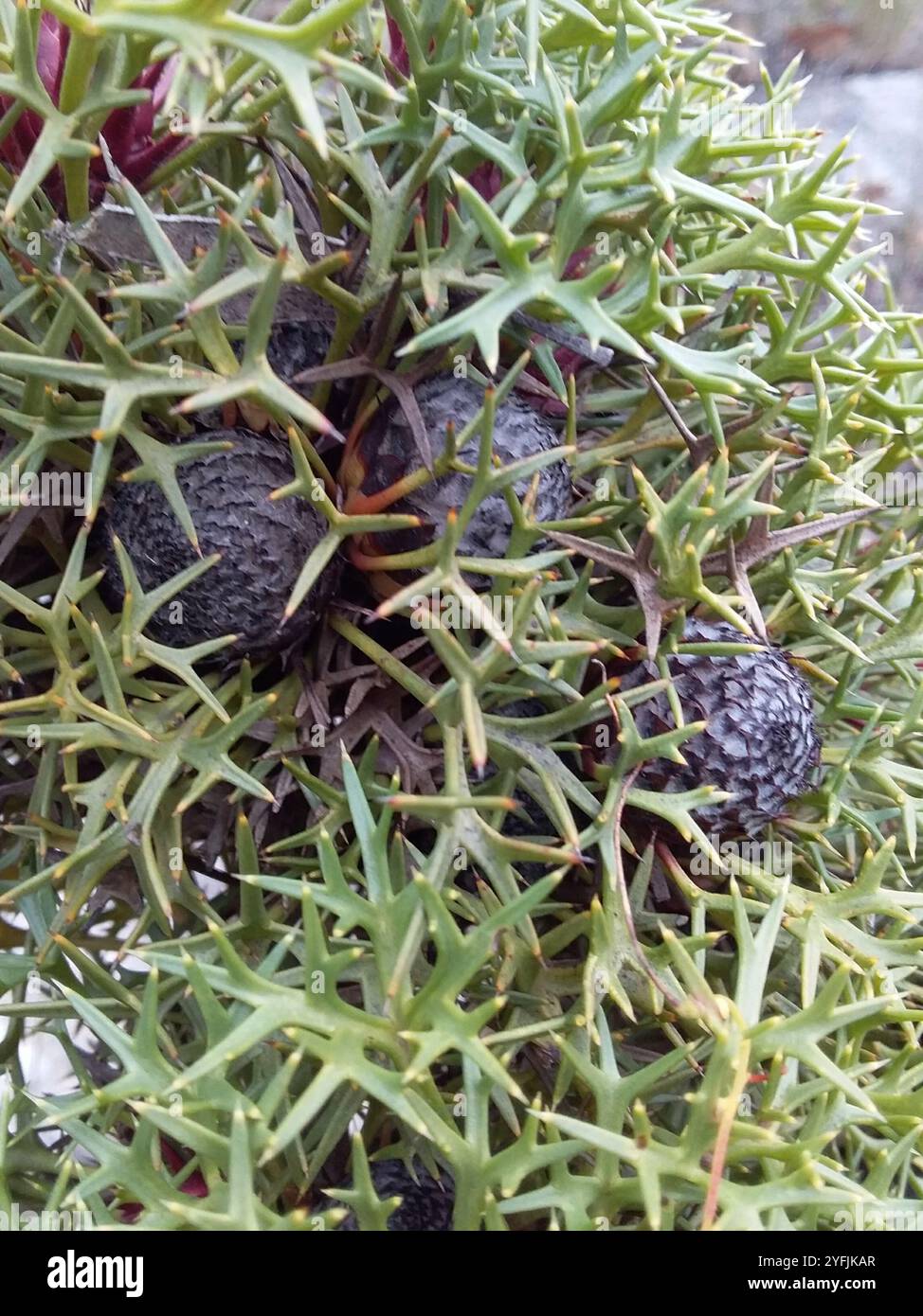 Horny Cone-bush (Isopogon ceratophyllus Stock Photo - Alamy