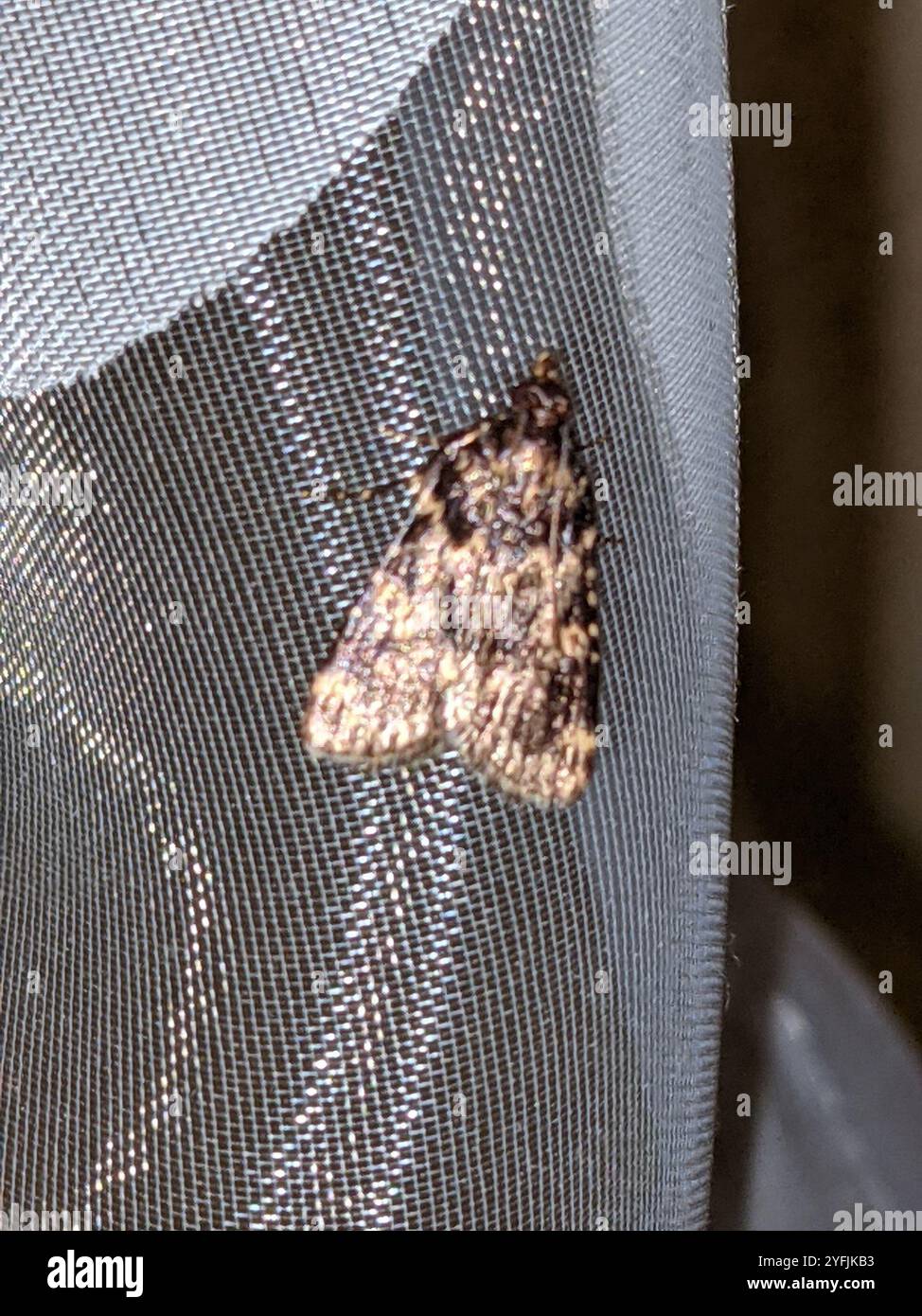 Tabby moths hi-res stock photography and images - Alamy
