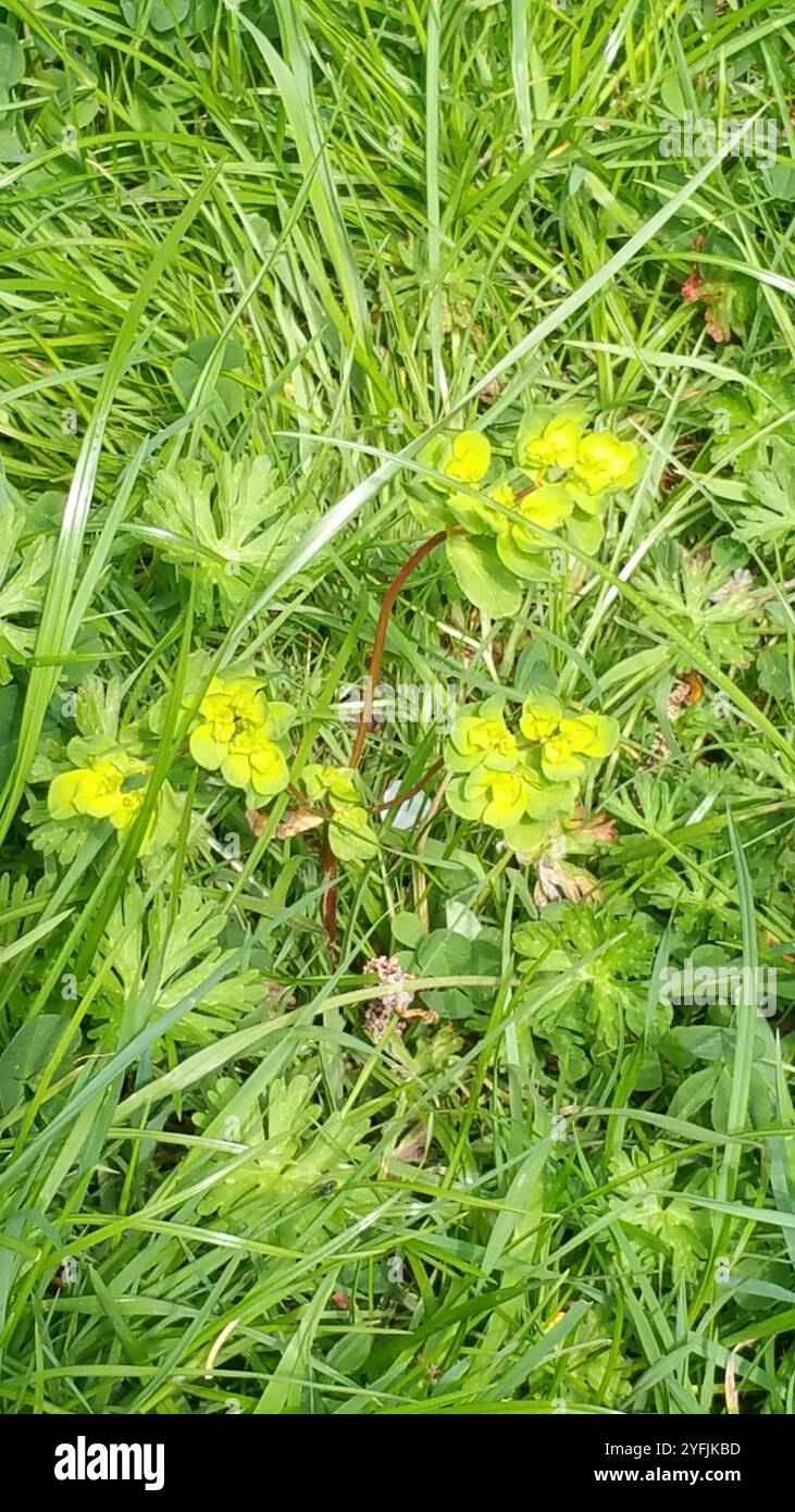 Sun spurge (Euphorbia helioscopia Stock Photo - Alamy