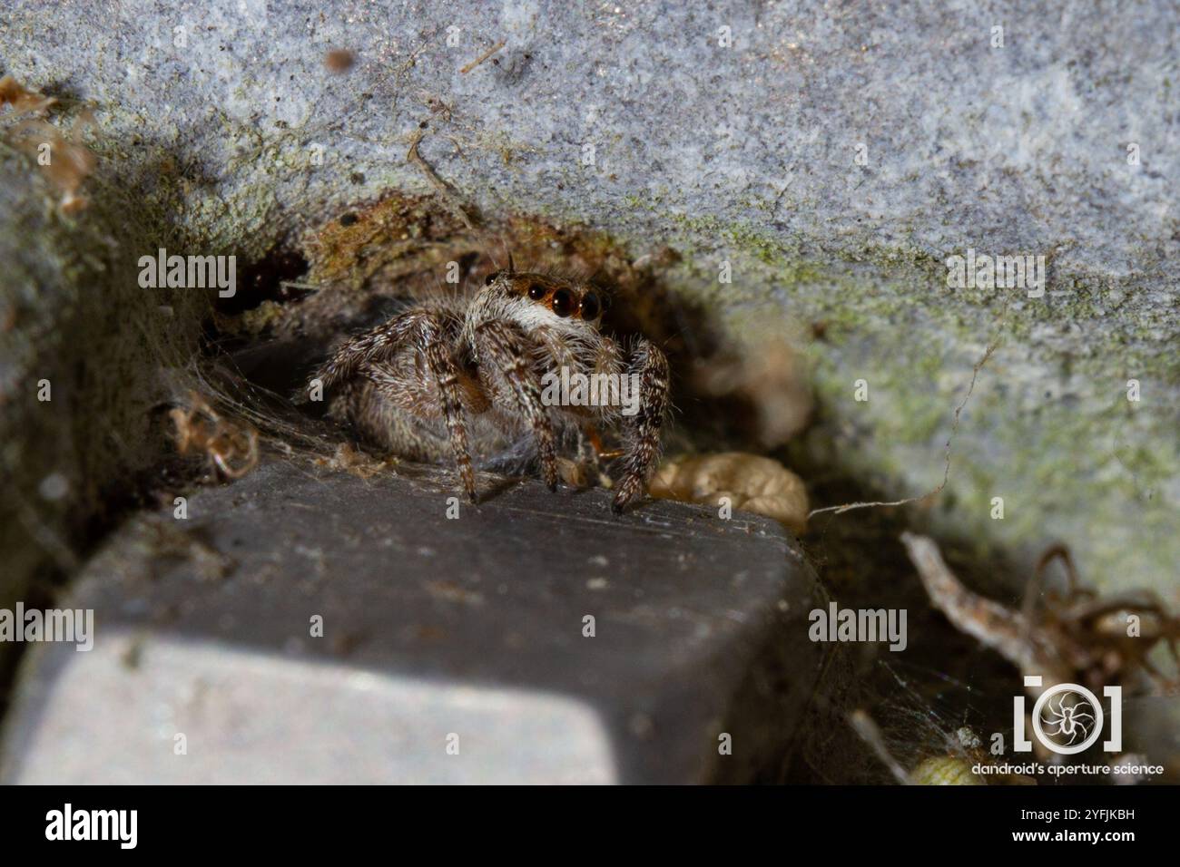 canopy jumping spider (Phidippus otiosus Stock Photo - Alamy