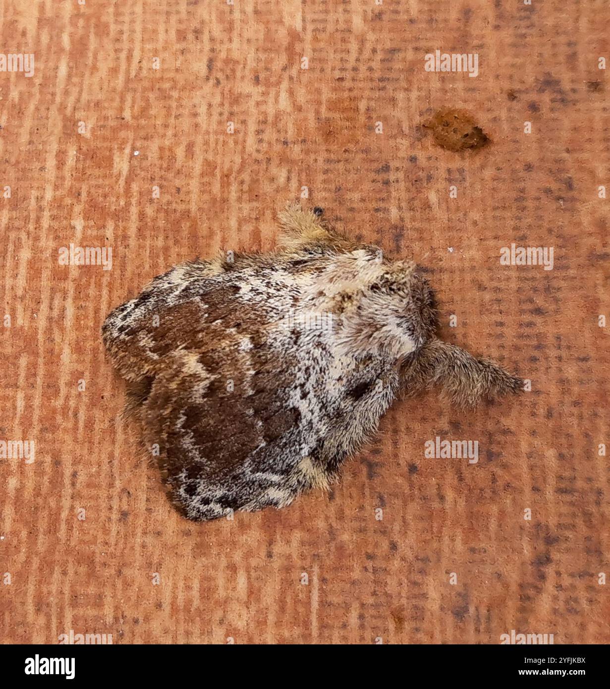 Lappet Moths (Lasiocampidae Stock Photo - Alamy