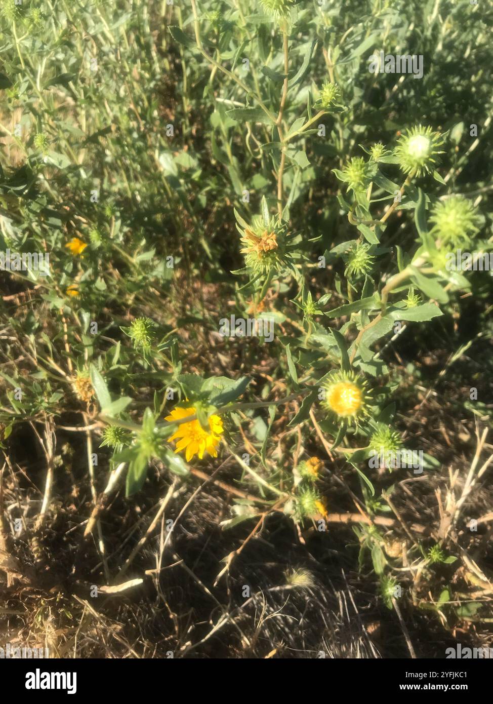 Great Valley gumweed (Grindelia camporum Stock Photo - Alamy