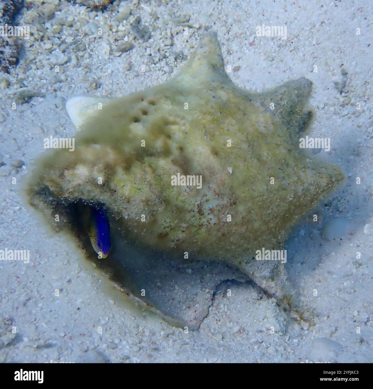 Queen Conch (Aliger gigas Stock Photo - Alamy