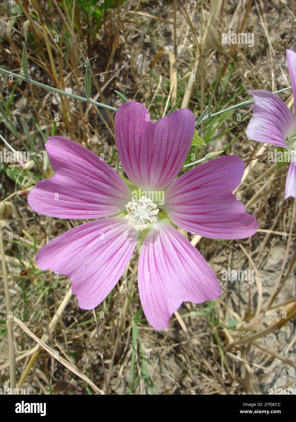 Spotted-stalked Tree-mallow (Malva punctata Stock Photo - Alamy