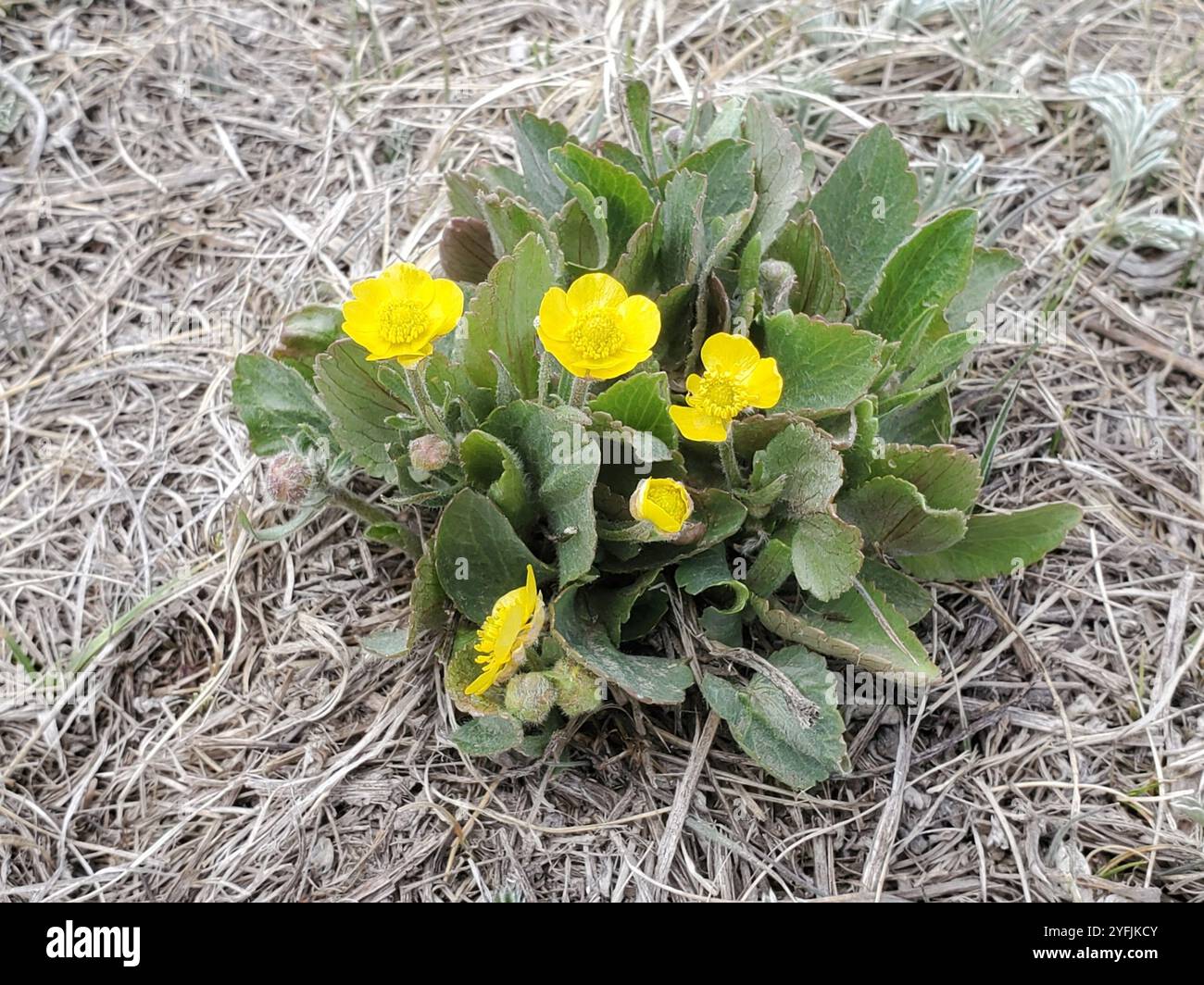 heartleaf buttercup (Ranunculus cardiophyllus Stock Photo - Alamy