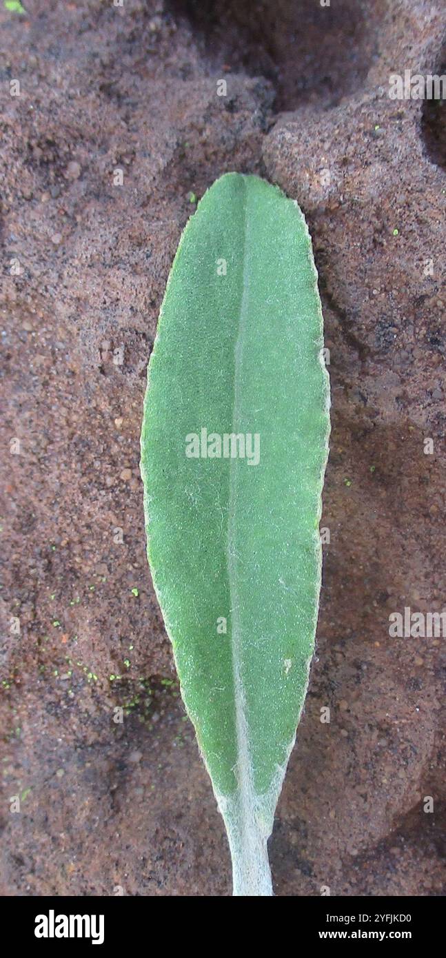 Dicoma hi-res stock photography and images - Alamy