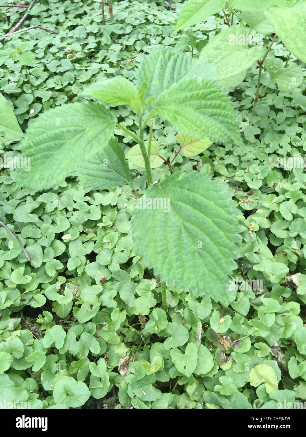 wood nettles (Laportea Stock Photo - Alamy